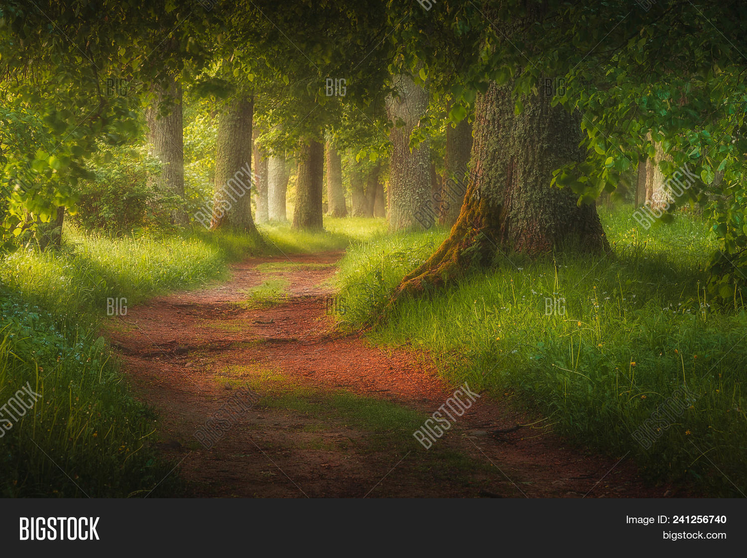 Magic Fairy Tale Image & Photo (Free Trial) | Bigstock