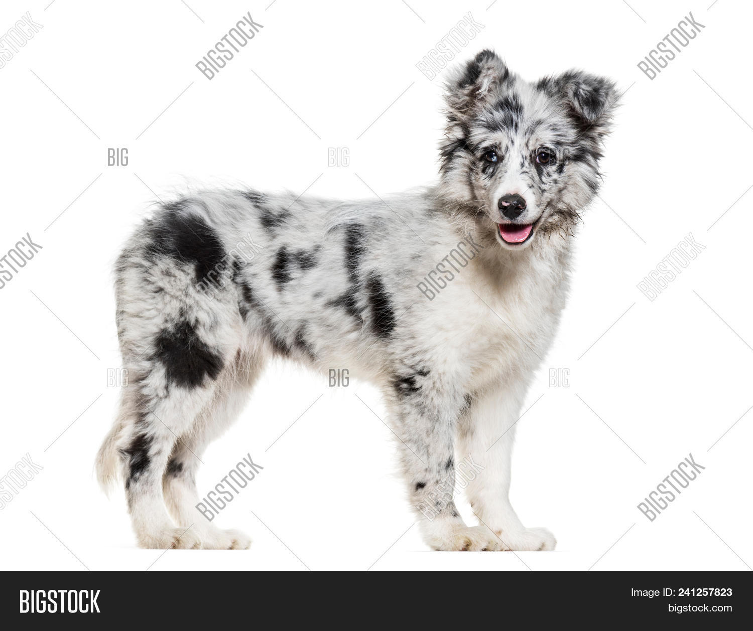Young Border Collie Image & Photo (Free Trial) | Bigstock