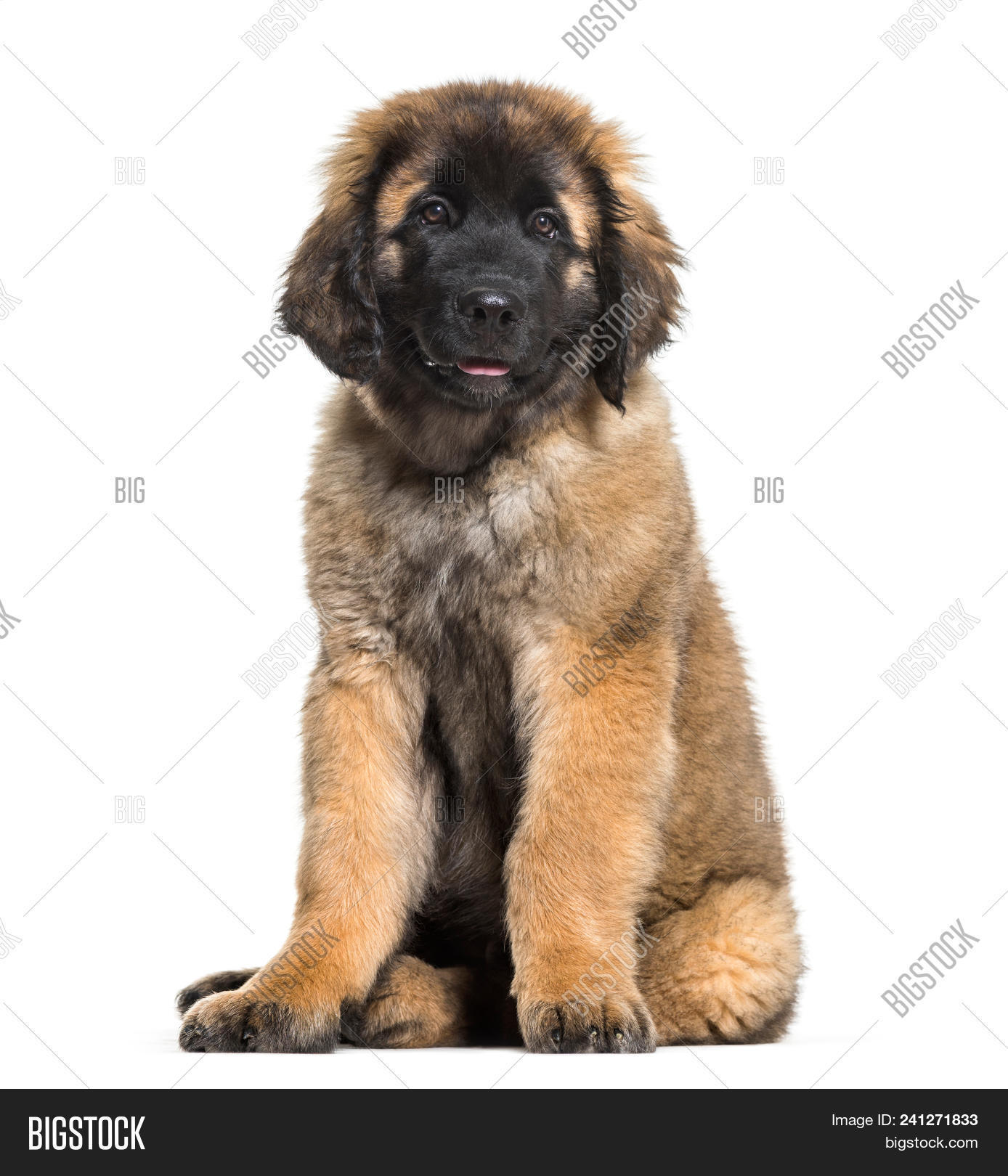 Leonberger Puppy