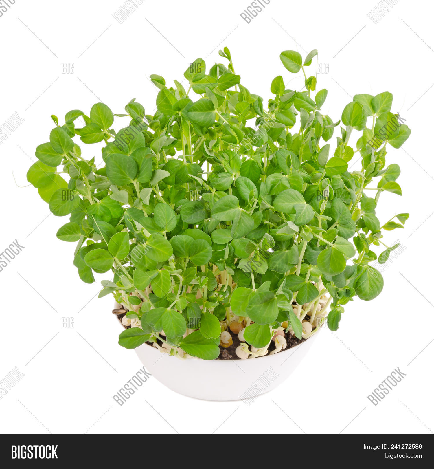 Snow Pea Microgreen Image & Photo (Free Trial) | Bigstock