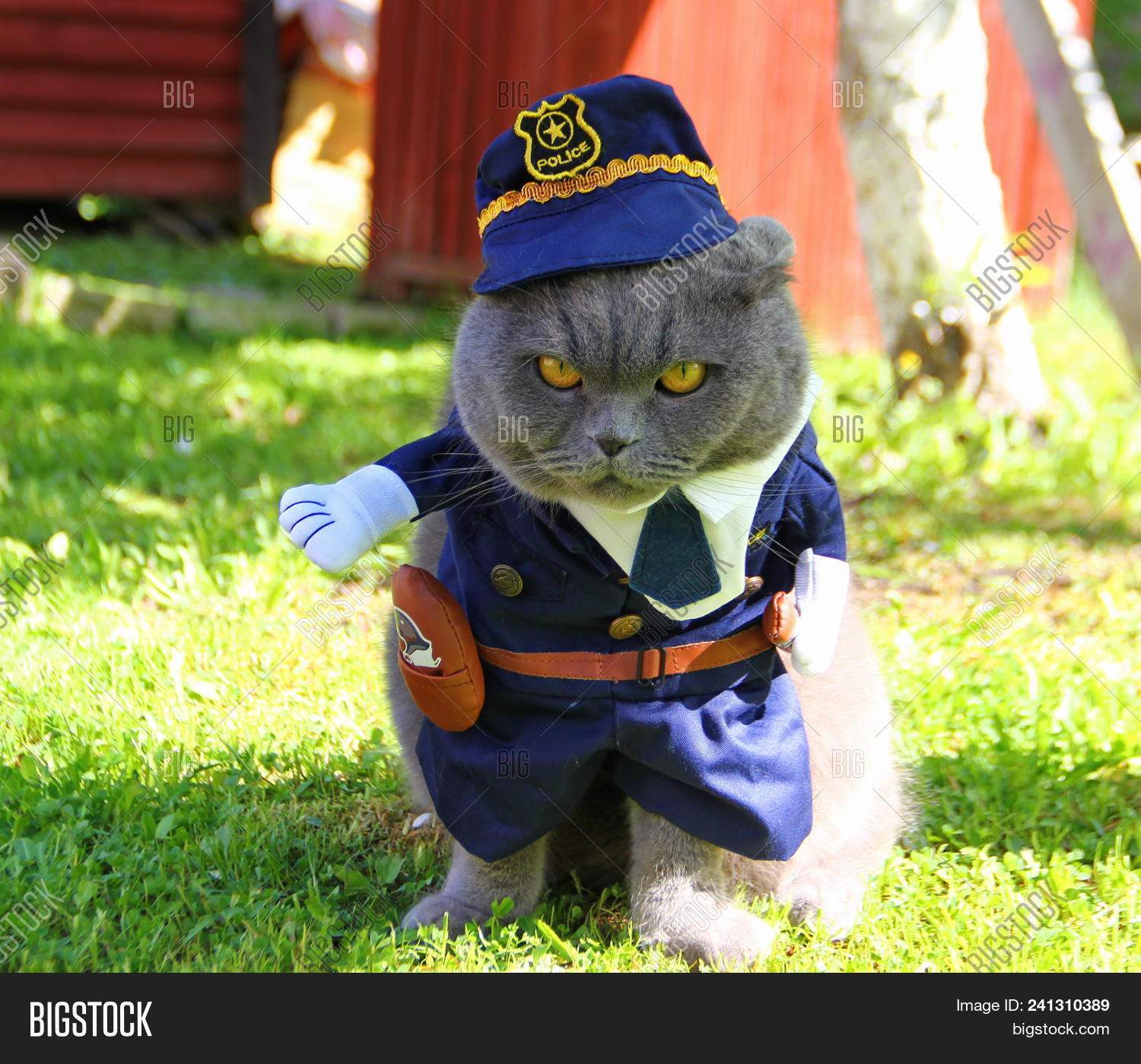 Angry Police Cat, Blue Image & Photo (Free Trial) | Bigstock