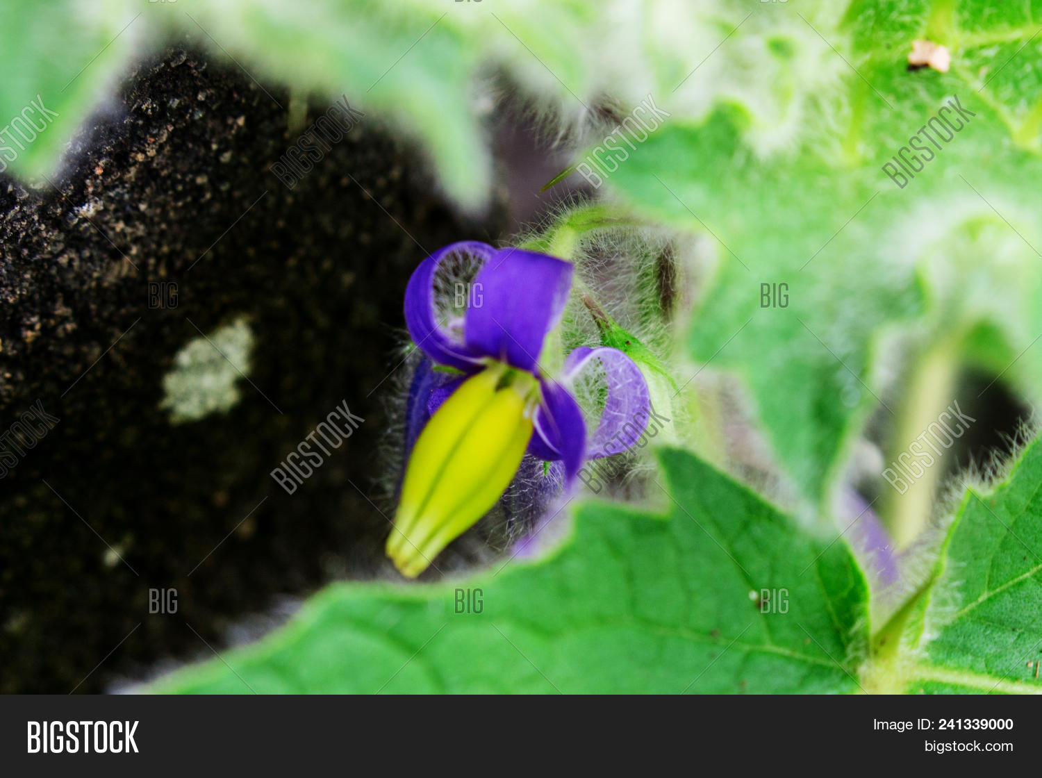 Full Blooming Nipple Image & Photo (Free Trial) | Bigstock