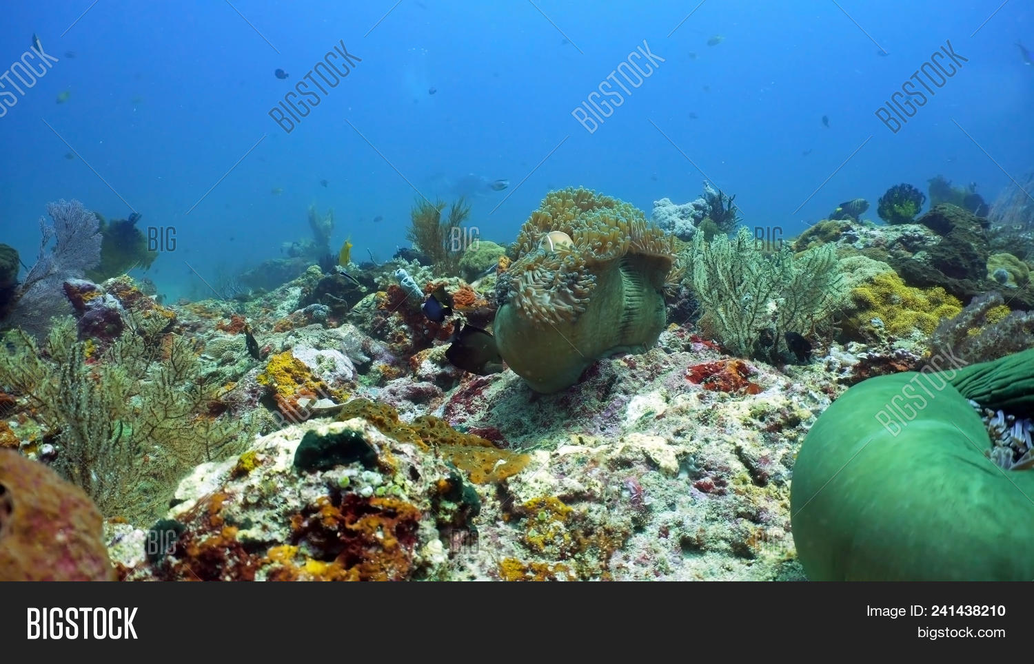 Fish Coral Reef. Image & Photo (Free Trial) | Bigstock