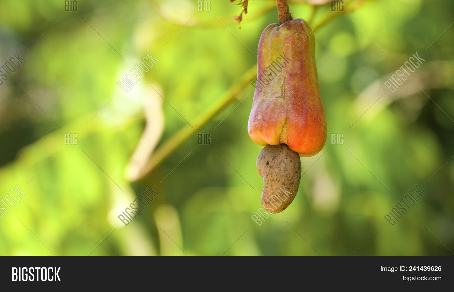 Cashew Fruits Nut Image & Photo (Free Trial) | Bigstock