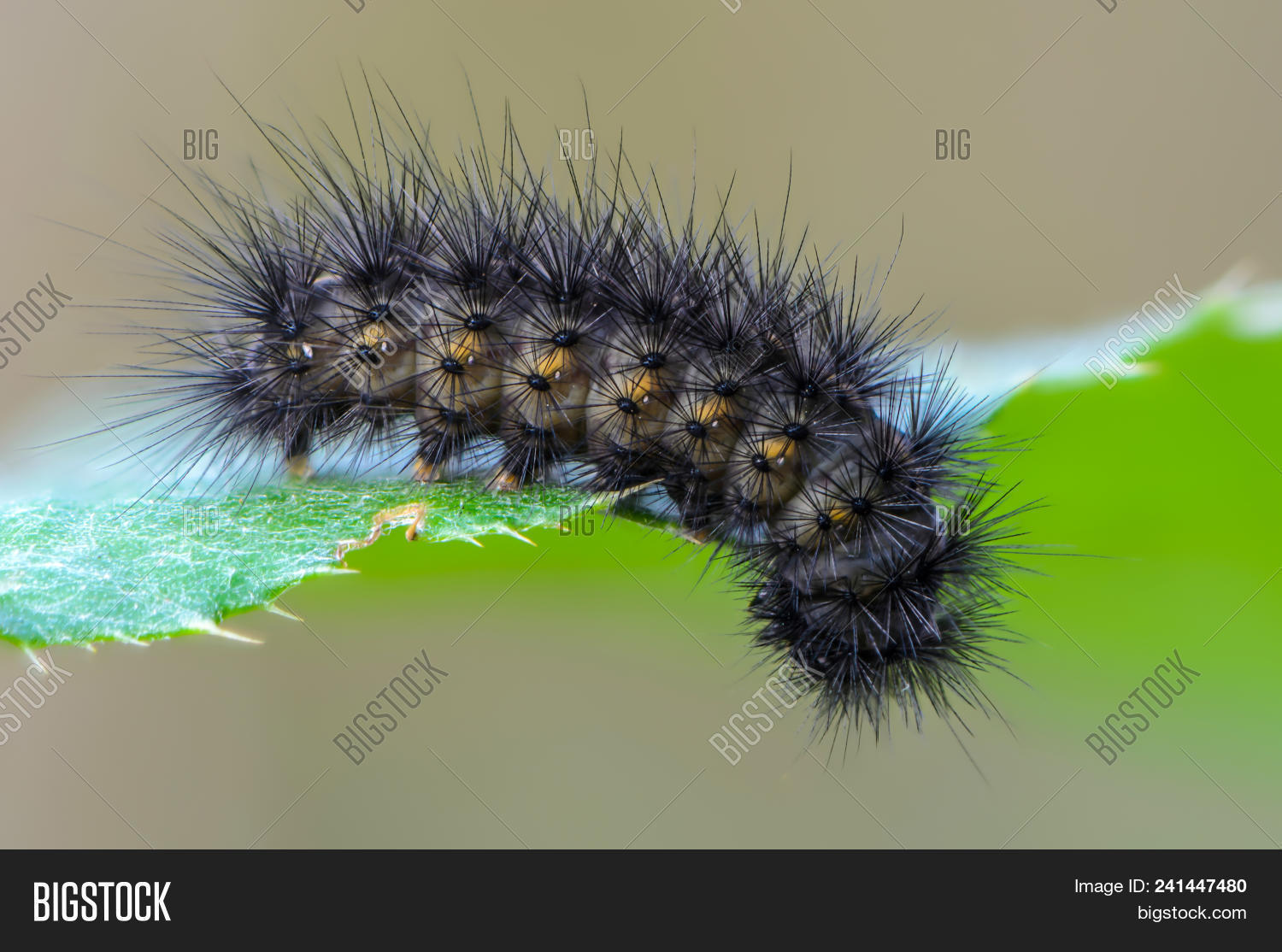 Dark Worm Thick, Sharp Image & Photo (Free Trial) | Bigstock