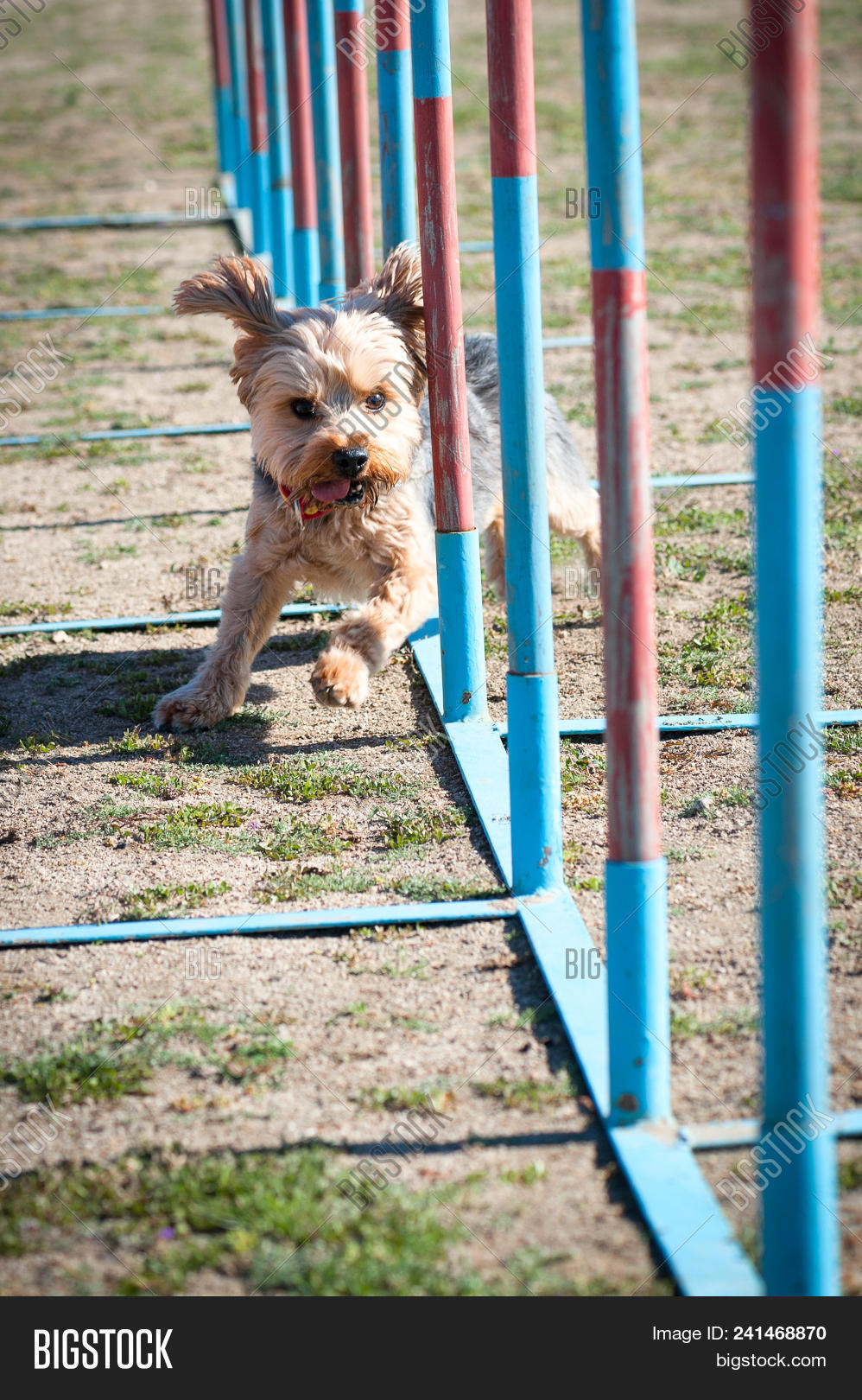 Agility Competition Image & Photo (Free Trial) | Bigstock