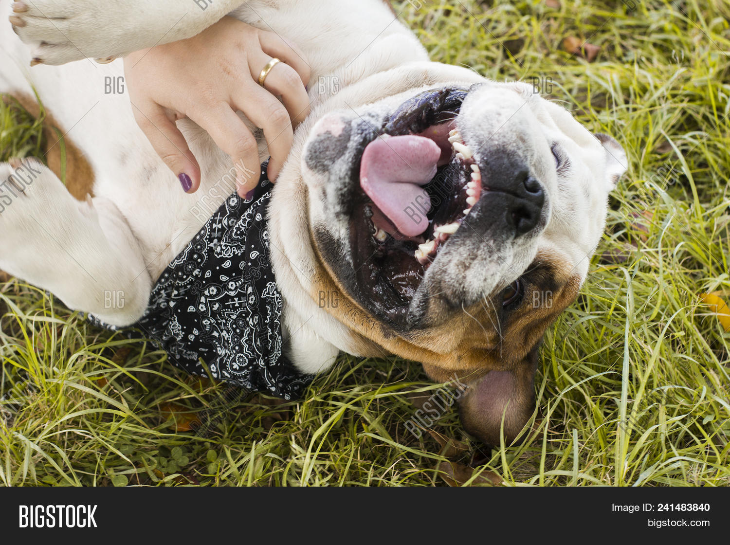 English Bulldog Being Image & Photo (Free Trial) | Bigstock