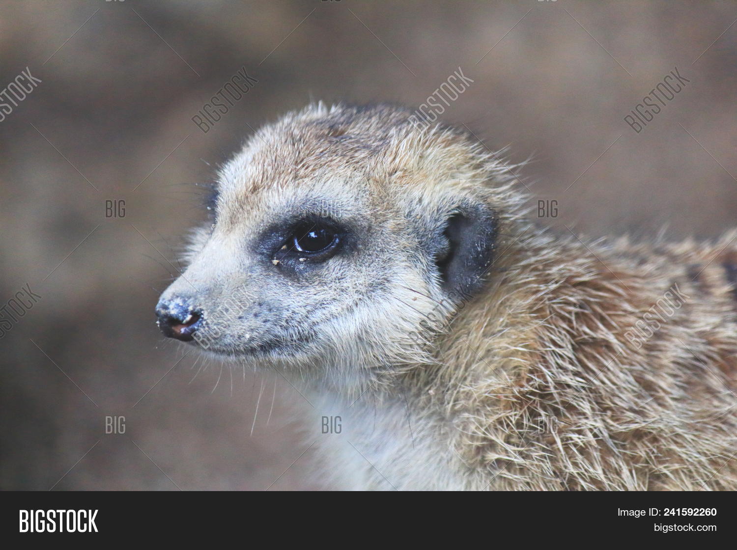 Slender-tailed Meerkat Image & Photo (Free Trial) | Bigstock