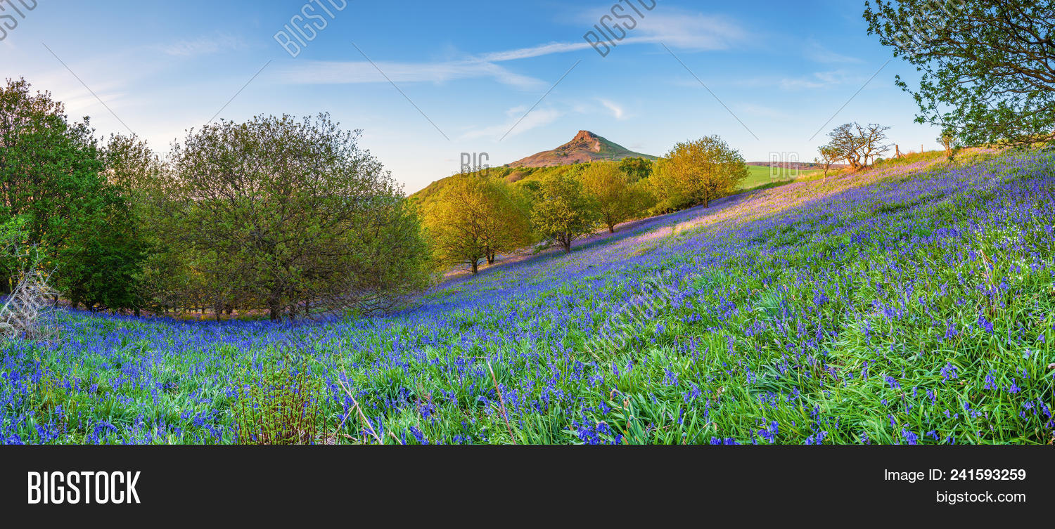 Bluebell Panorama Image & Photo (Free Trial) | Bigstock