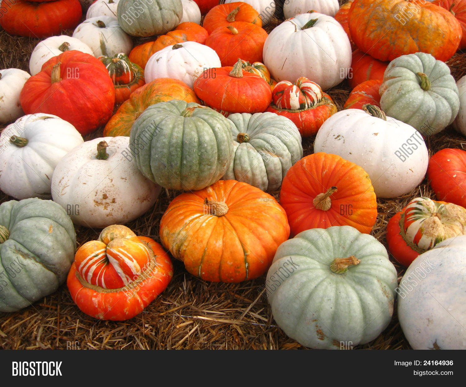 Bunch Small Pumpkins Image & Photo (Free Trial) | Bigstock