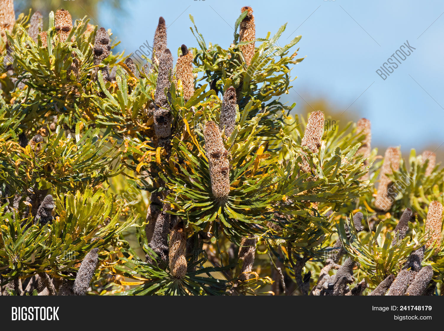 Spent Flower Spikes Image & Photo (Free Trial) | Bigstock
