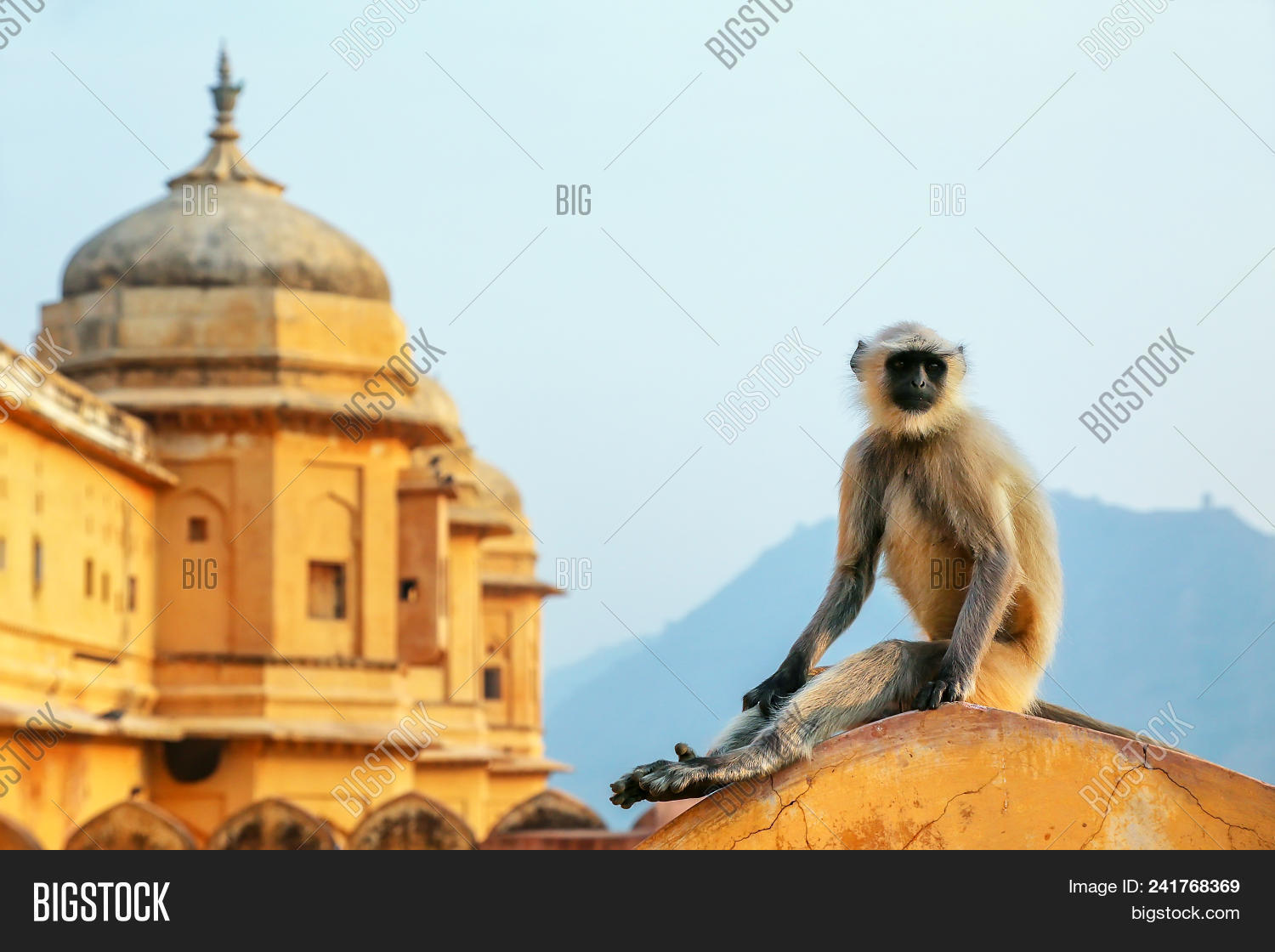 Gray Langur Sitting Image & Photo (Free Trial) | Bigstock