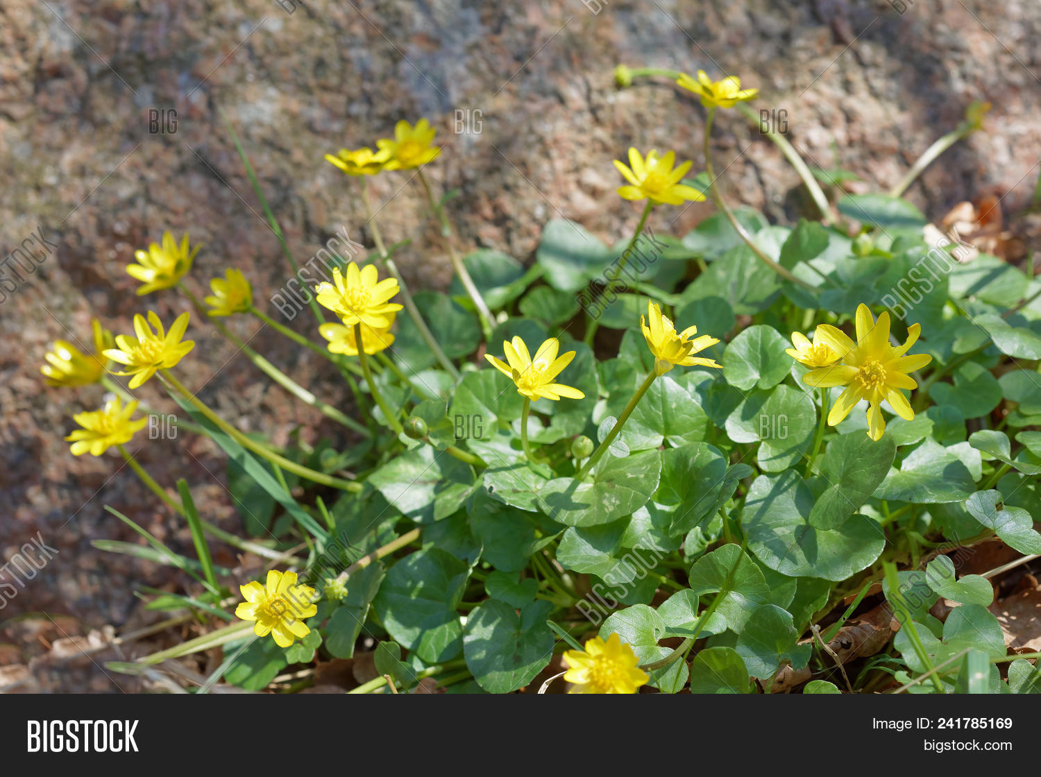 Yellow Lesser Image & Photo (Free Trial) | Bigstock