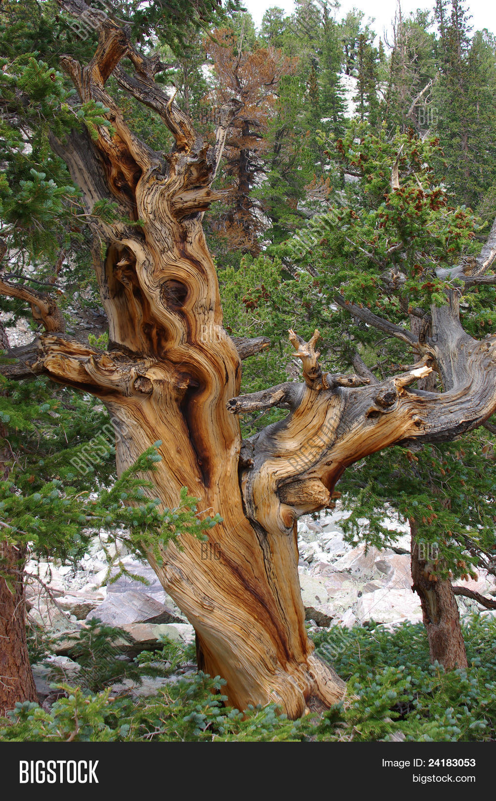 Bristlecone Pine Image & Photo (Free Trial) | Bigstock