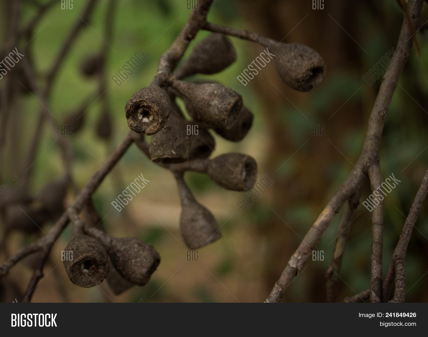 Gum Nuts On Australian Image & Photo (Free Trial) | Bigstock