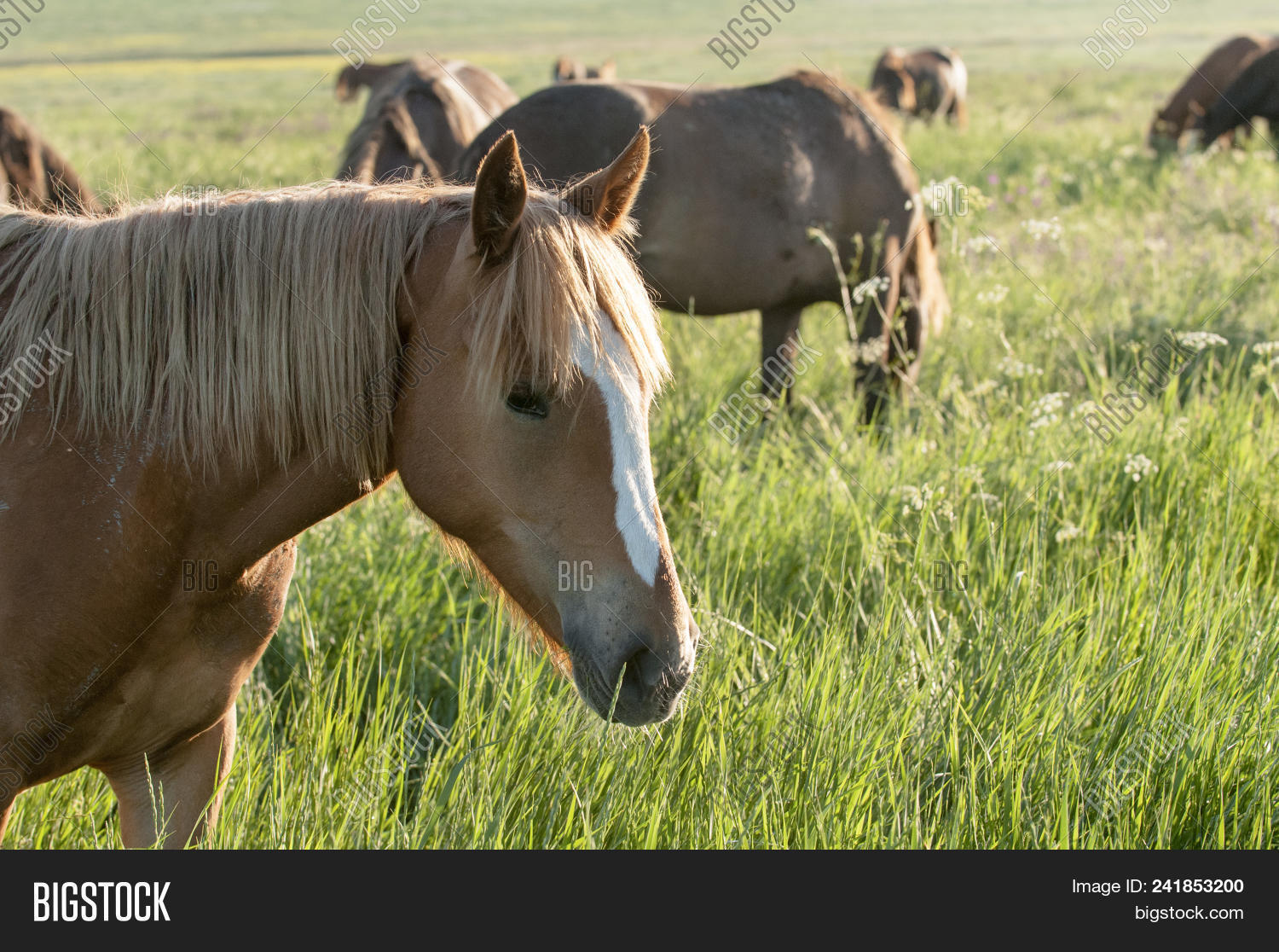 Wild Horse, Equus Image & Photo (Free Trial) | Bigstock