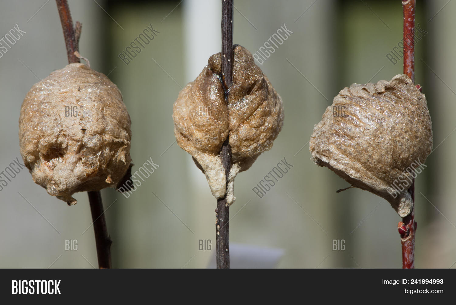 Three Praying Mantis Image & Photo (Free Trial) | Bigstock