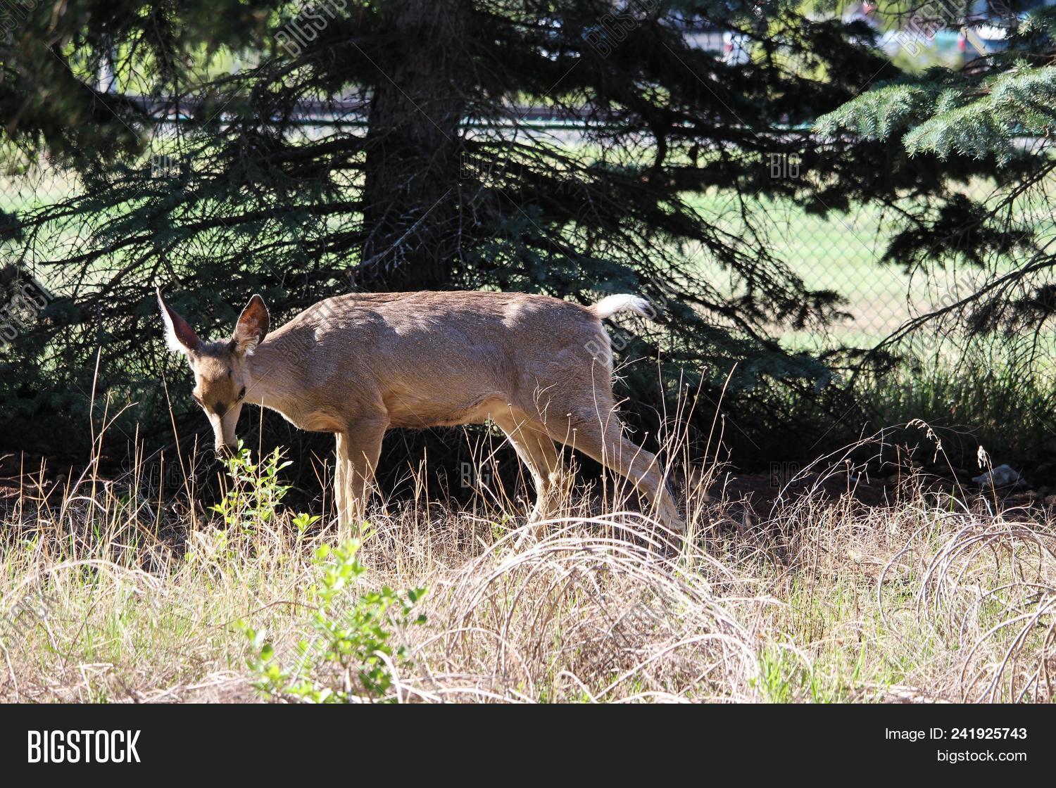 Browsing Mule Deer Image & Photo (Free Trial) | Bigstock
