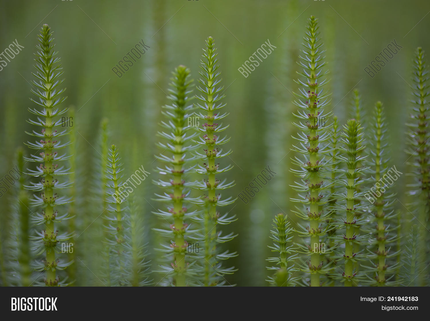 Mare's Tail Aquatic Image & Photo (Free Trial) | Bigstock