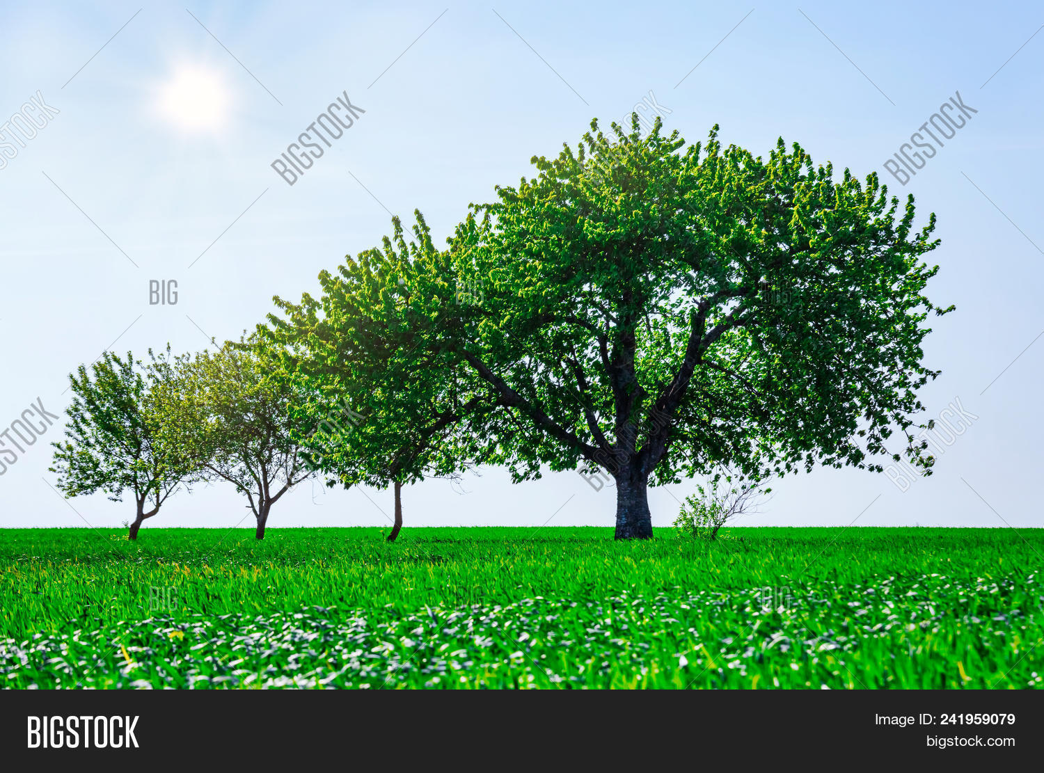 Beautifull Trees Field Image & Photo (Free Trial) | Bigstock