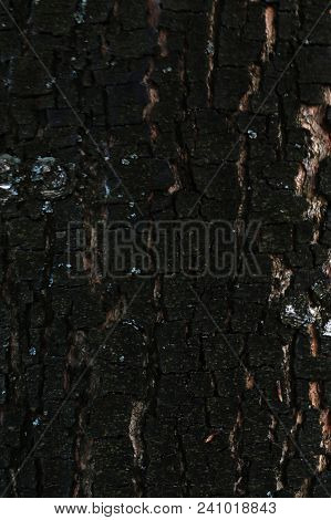 Exture Dark Bark Tree Image & Photo (Free Trial) | Bigstock