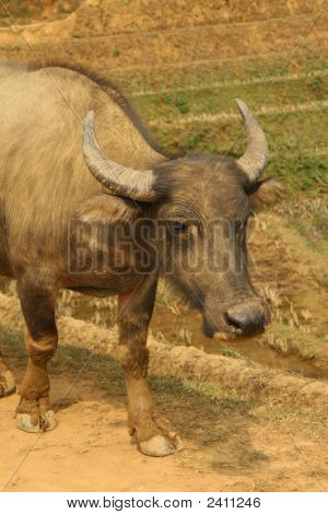 Vietnamese Water Image & Photo (Free Trial) | Bigstock