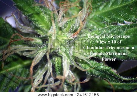 Female Marijuana Image & Photo (Free Trial) | Bigstock