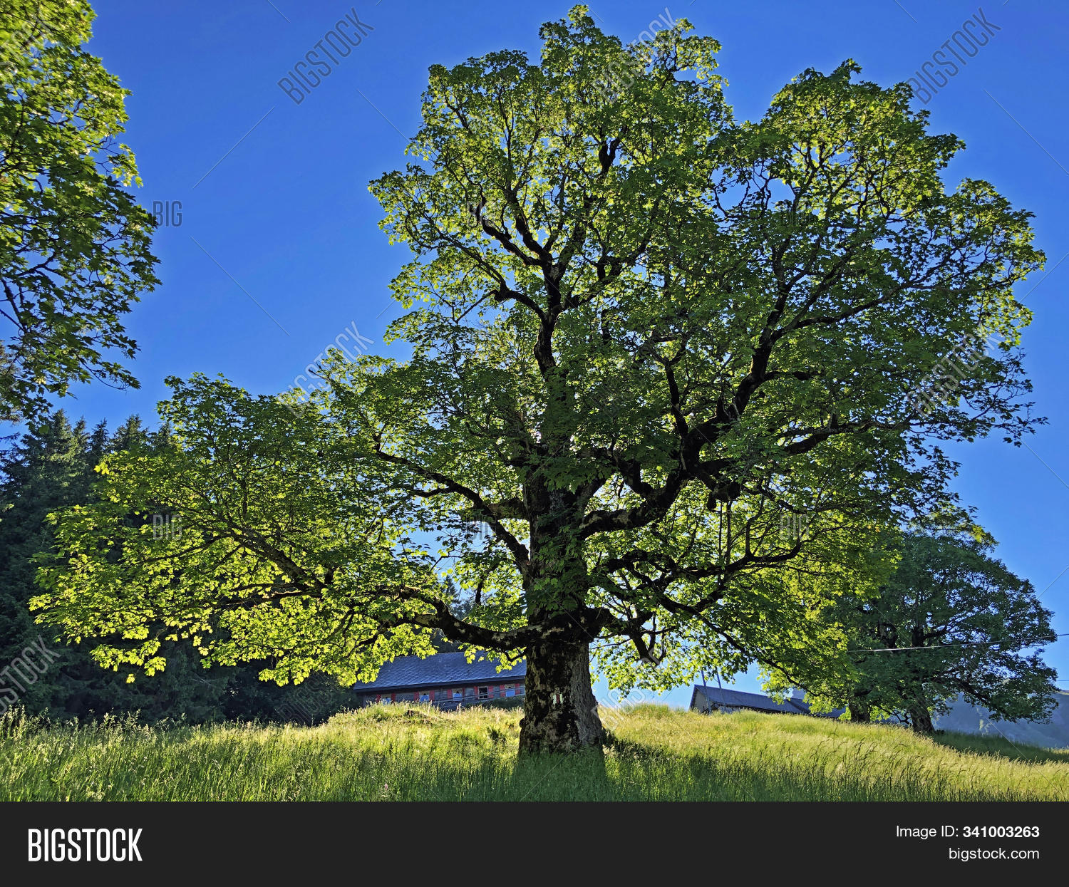 Mixed Forests Trees Image & Photo (Free Trial) | Bigstock
