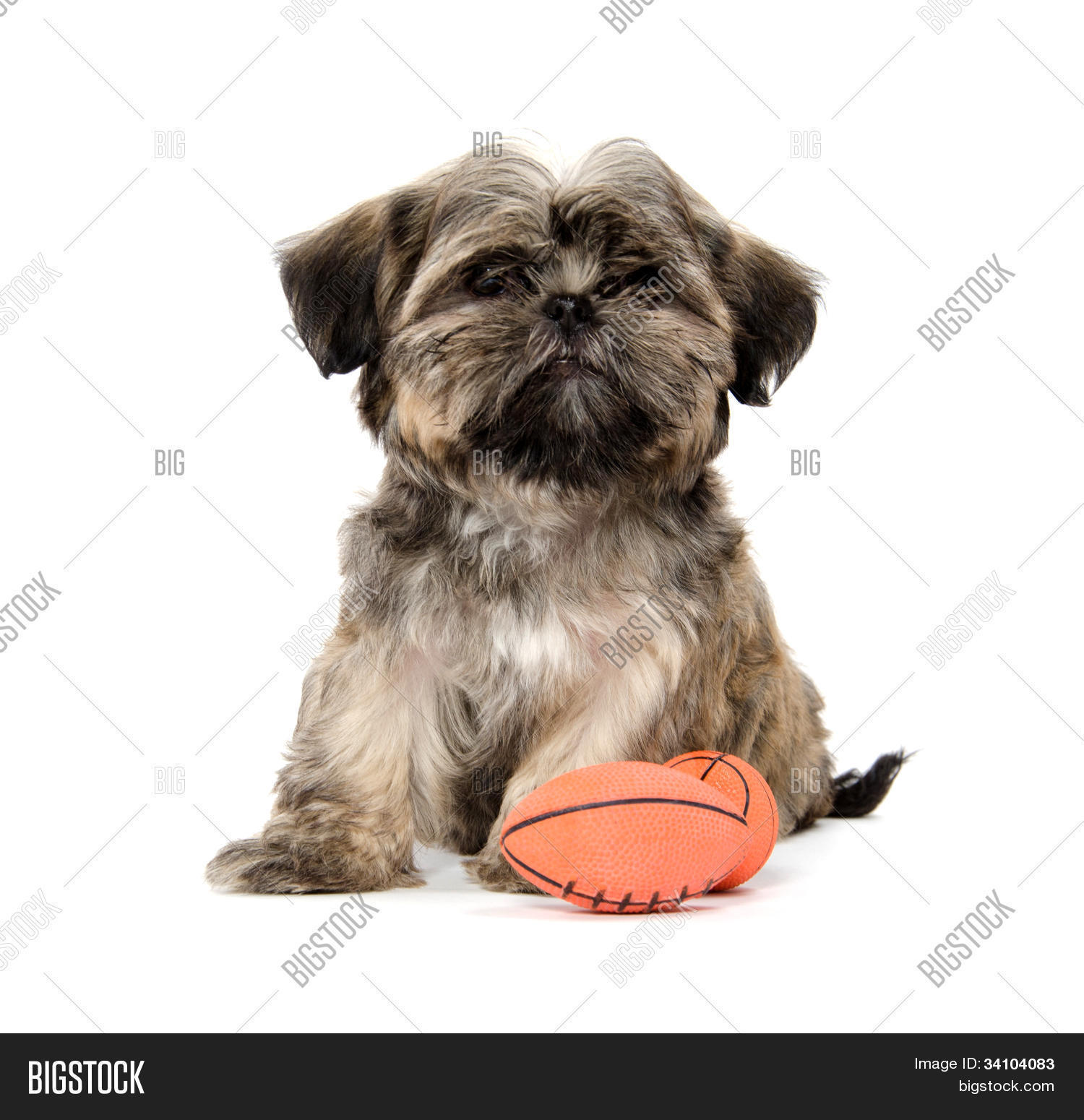 Shih Tzu Puppy Toy Image & Photo (Free Trial) | Bigstock
