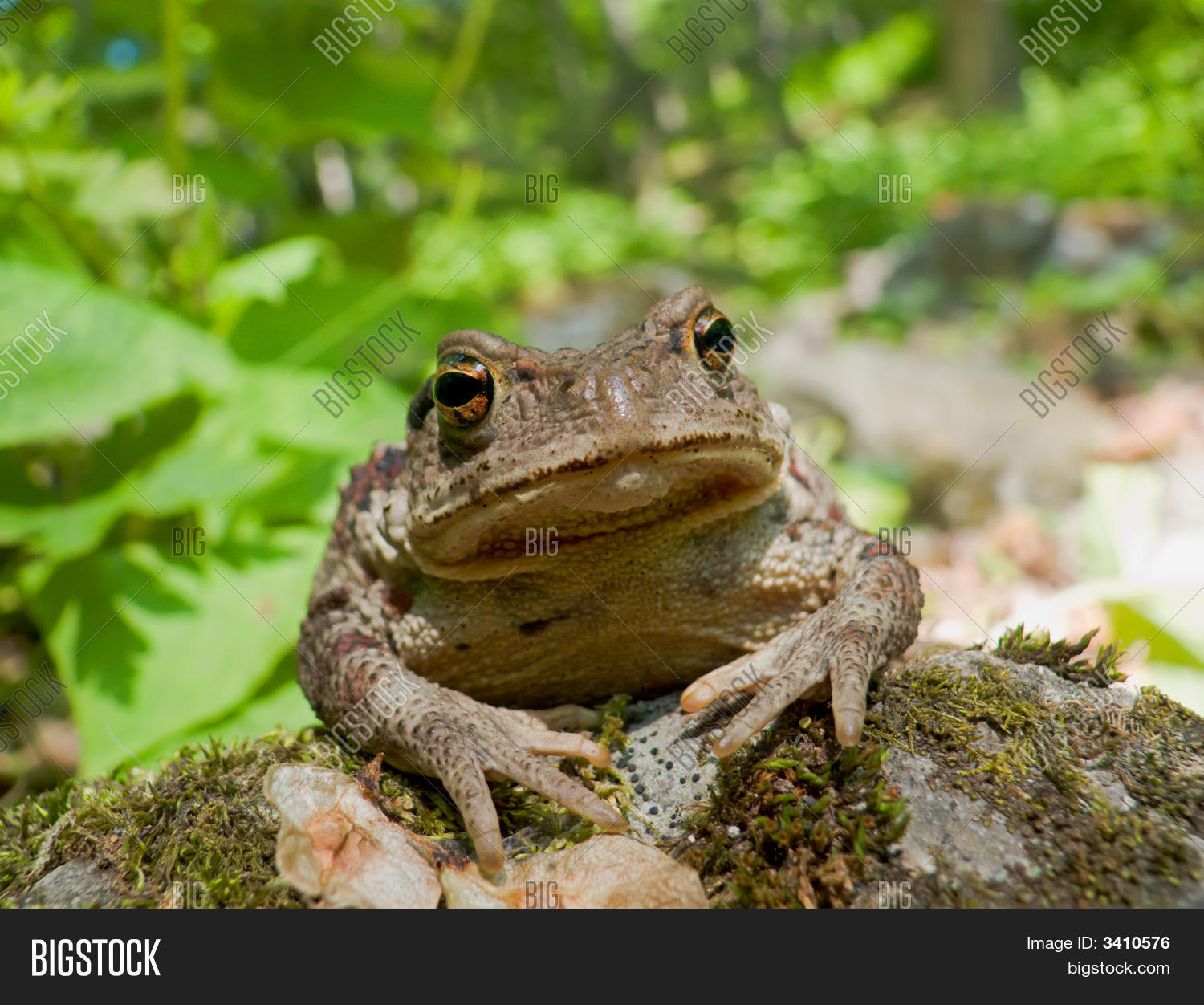 Far-Eastern Toad (Bufo Image & Photo (Free Trial) | Bigstock