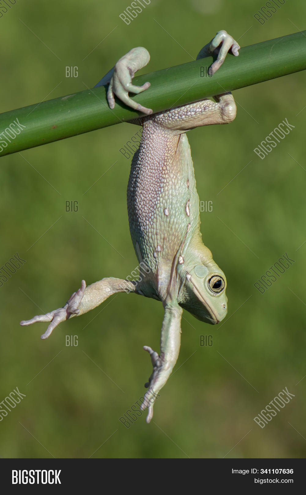 Green Frog Image & Photo (Free Trial) | Bigstock