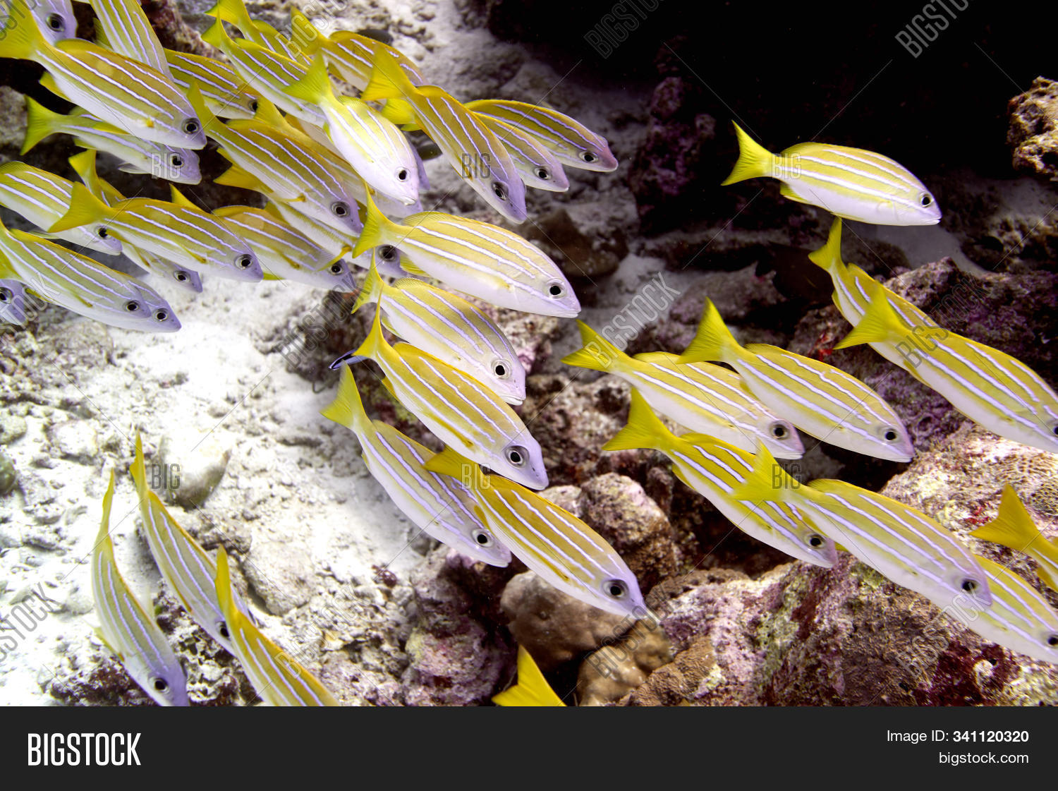School Fish On Image & Photo (Free Trial) | Bigstock