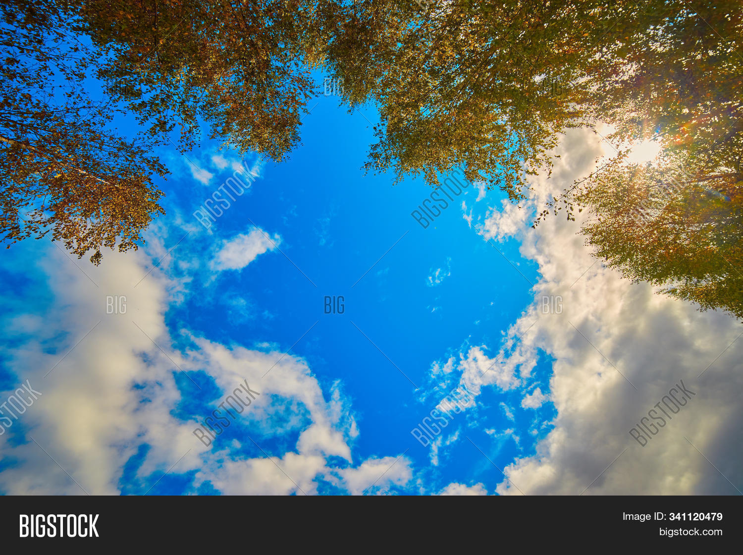 Canopy Tall Trees Image & Photo (Free Trial) | Bigstock