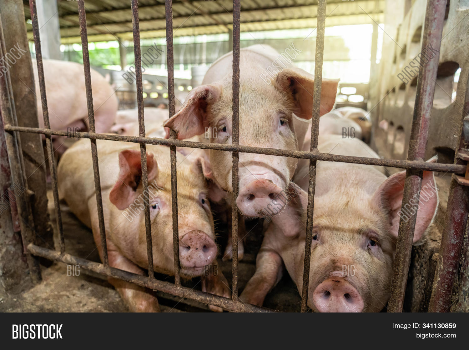 Young Pigs Hog Farms, Image & Photo (Free Trial) | Bigstock