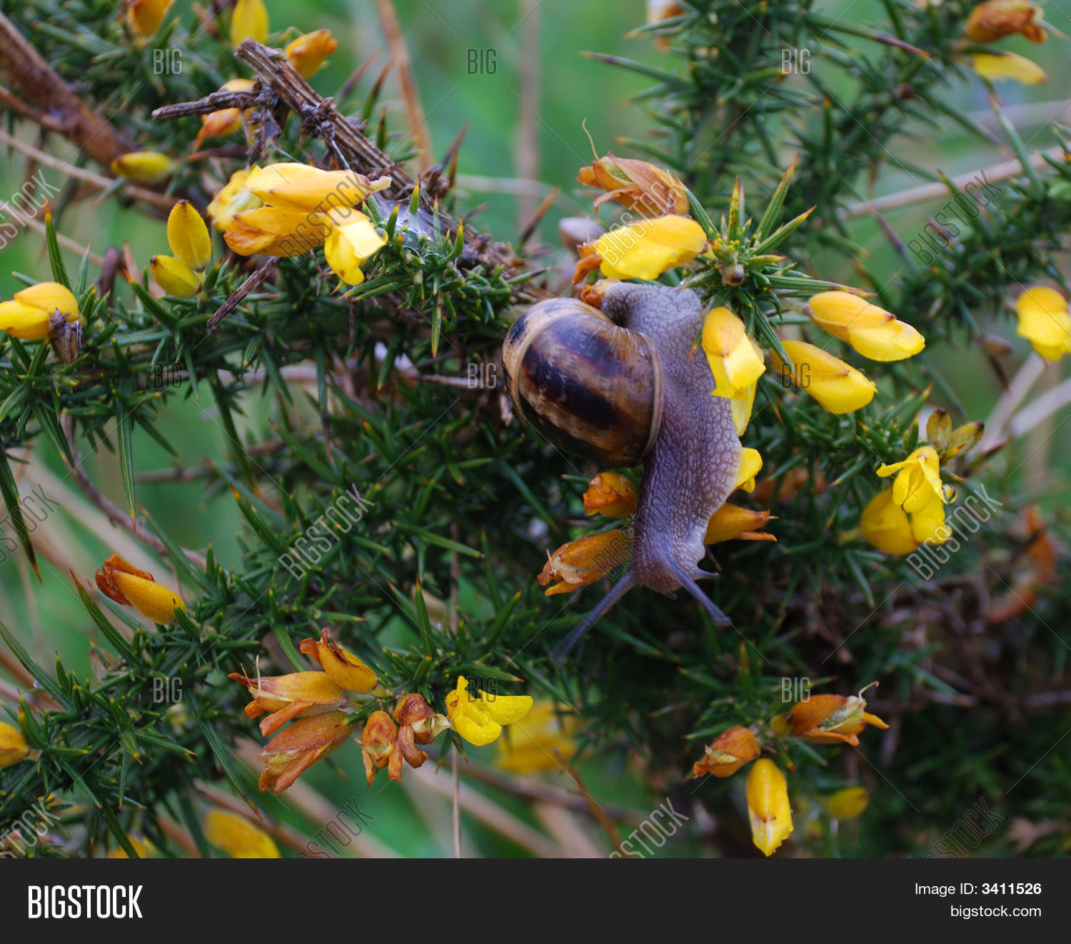 Snail On Green Thorny Image & Photo (Free Trial) | Bigstock