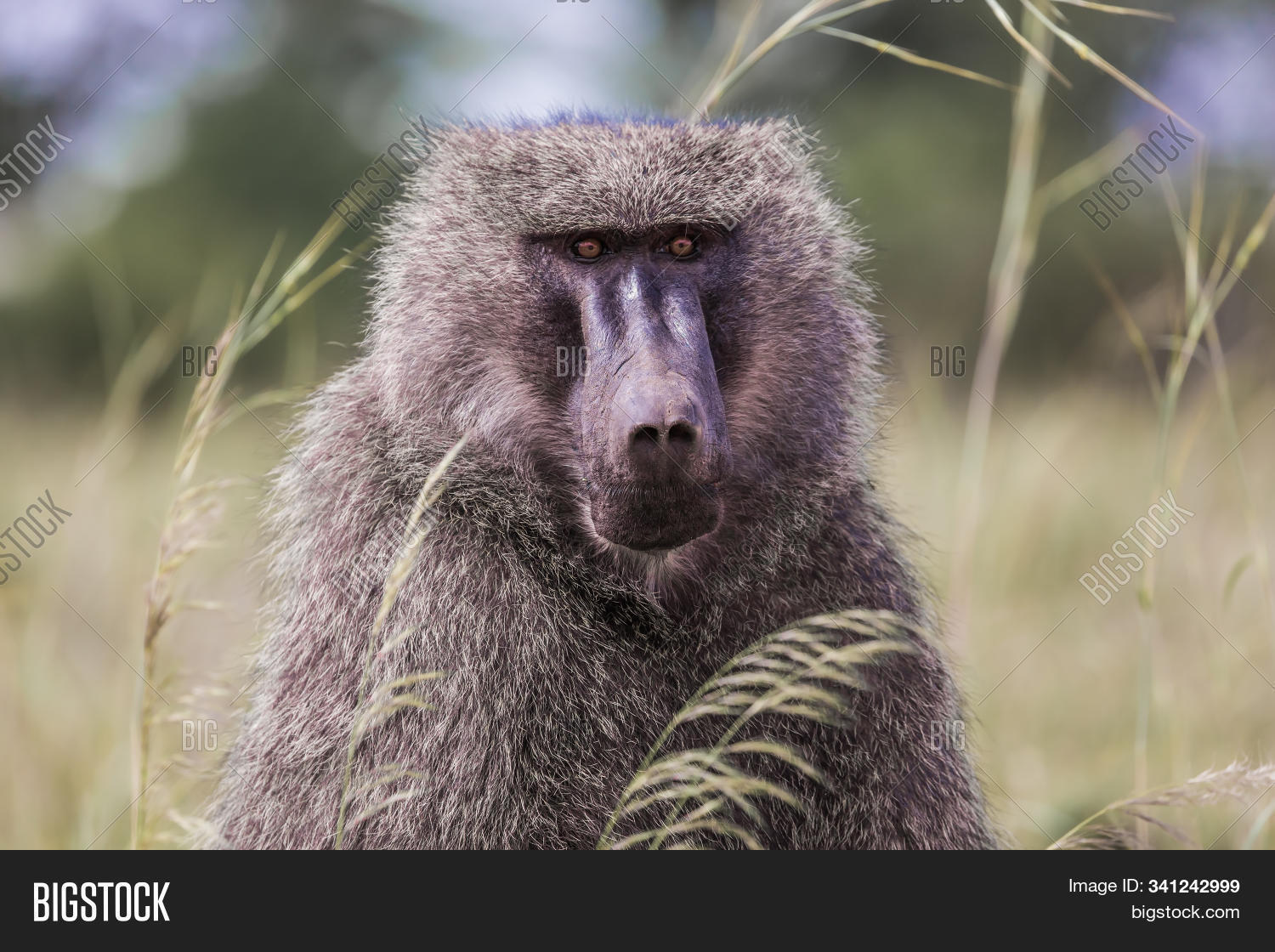 Animals Wild. Famous Image & Photo (Free Trial) | Bigstock