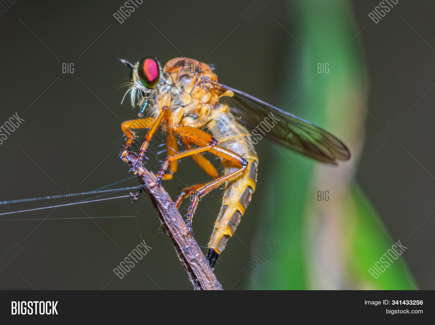 Robber Fly Holding On Image & Photo (Free Trial) | Bigstock