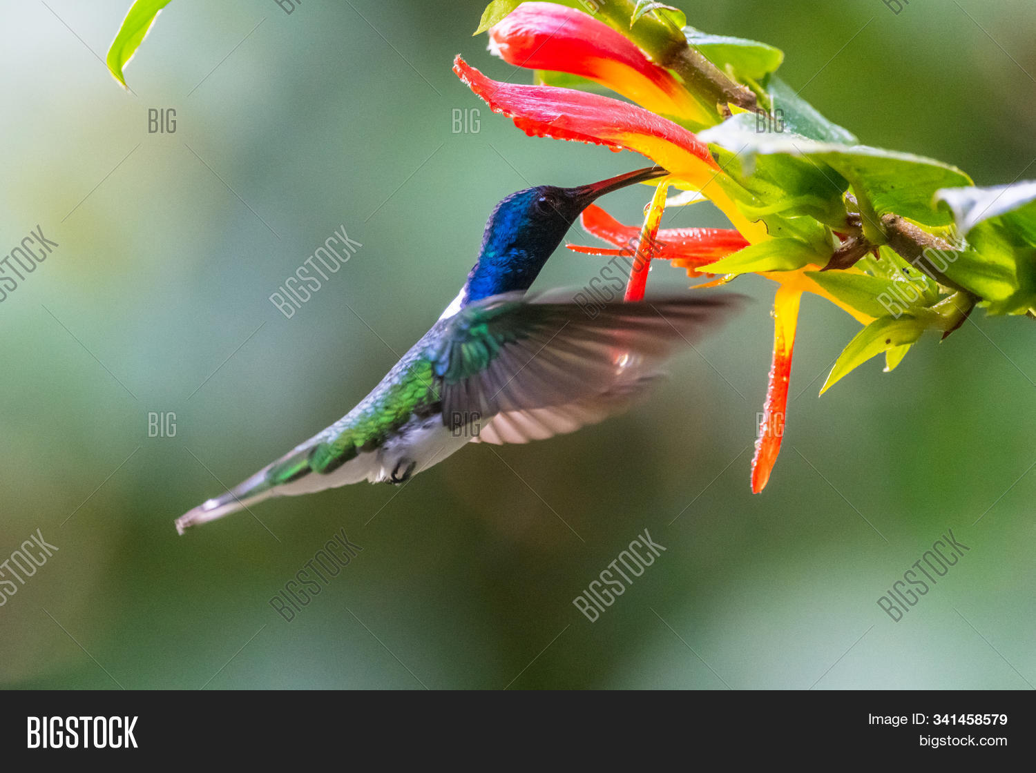 Blue Hummingbird Image & Photo (Free Trial) | Bigstock