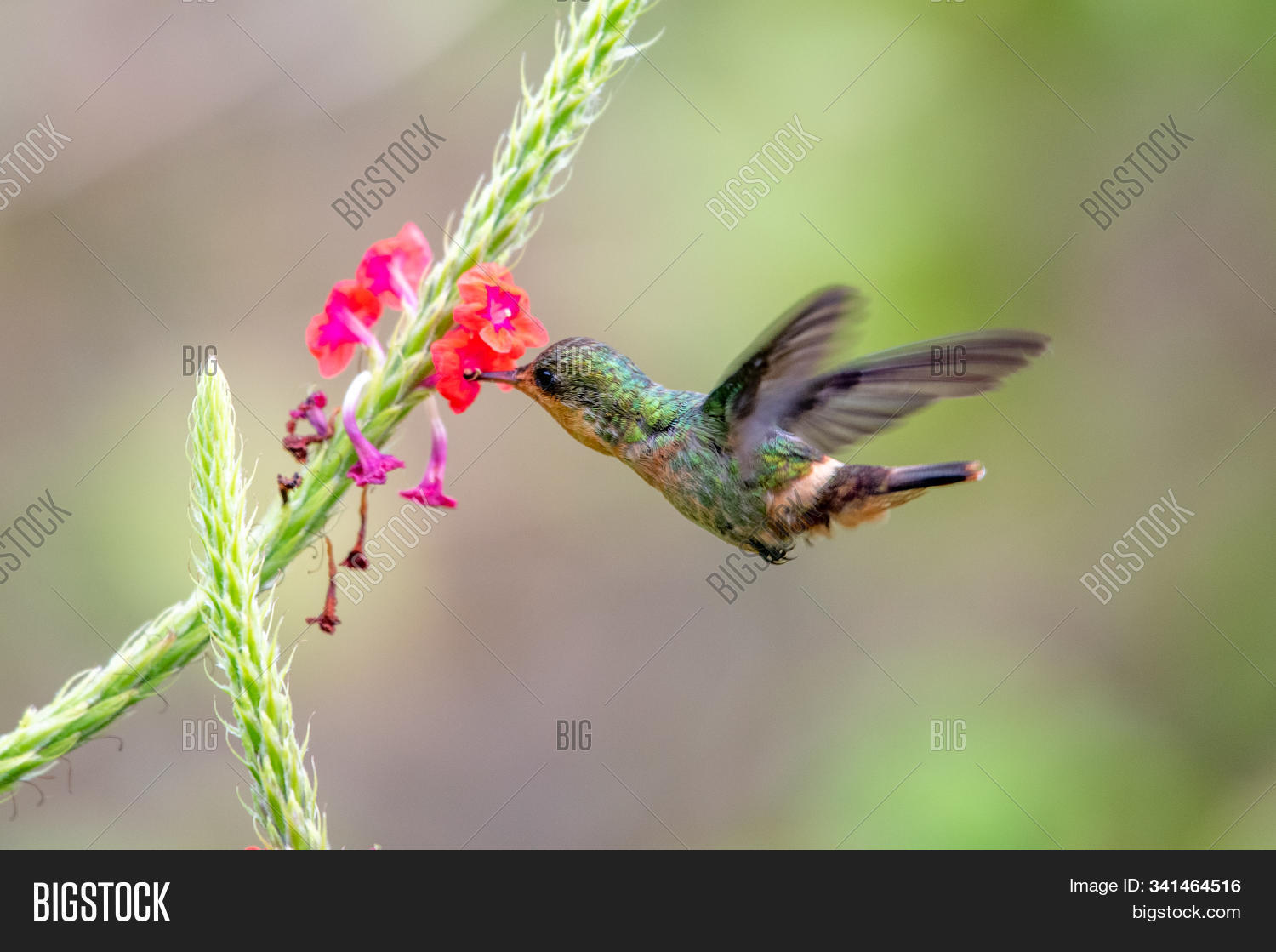 Blue Hummingbird Image & Photo (Free Trial) | Bigstock
