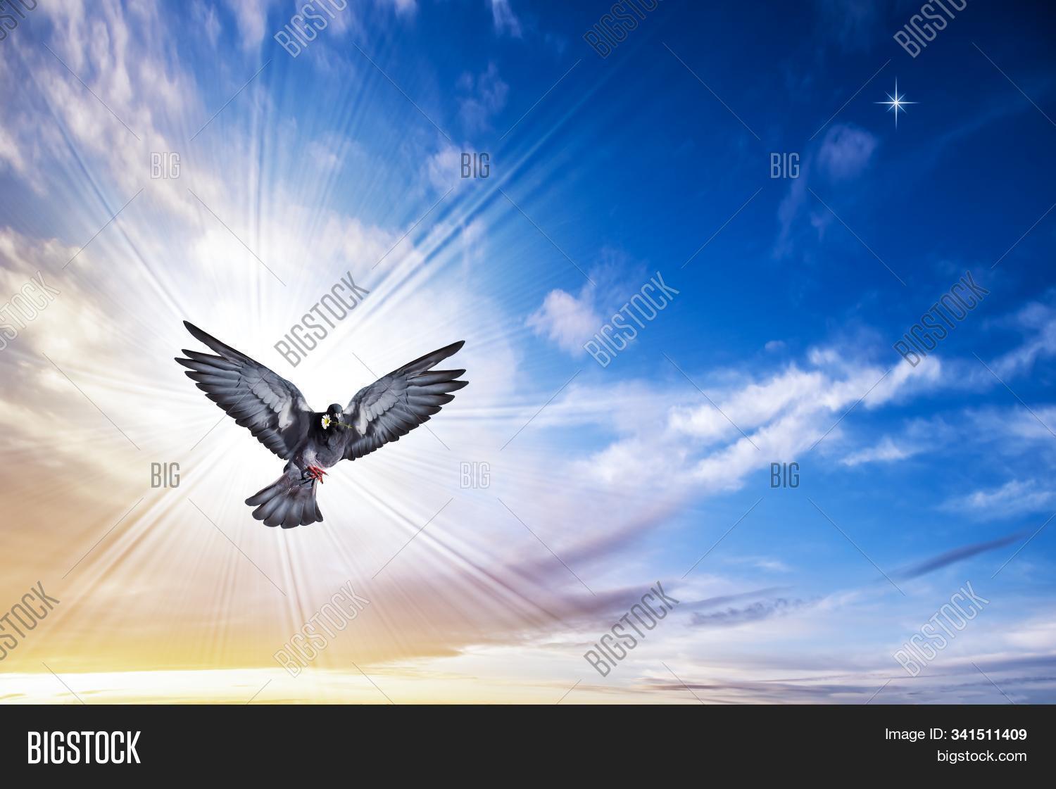 Flying Angel With Bird