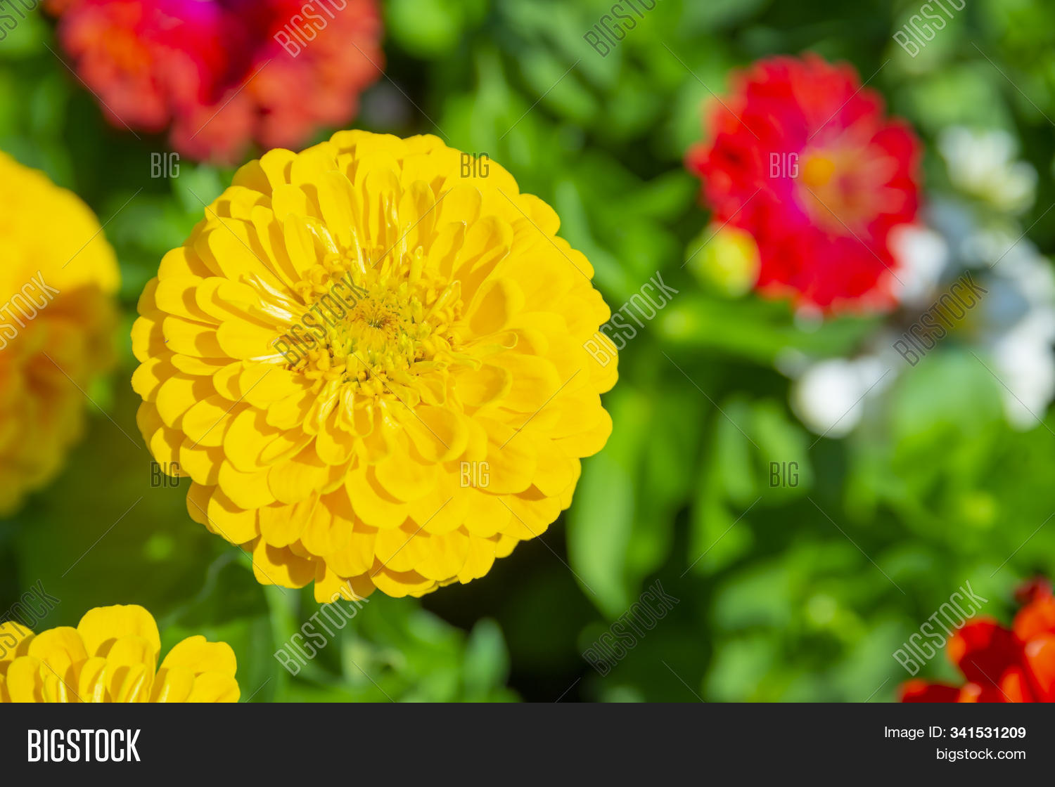 One Yellow Flower Image & Photo (Free Trial) | Bigstock