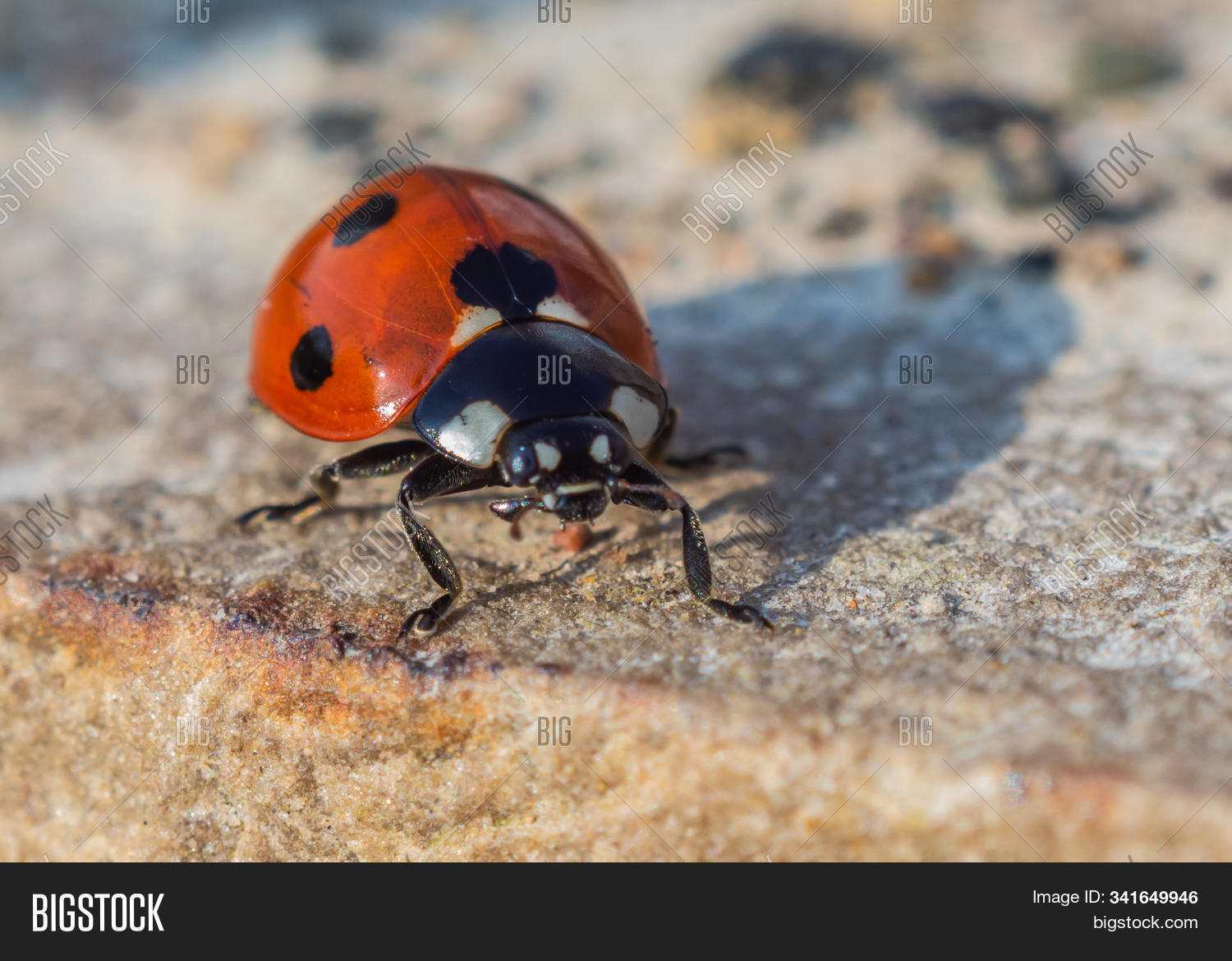 Close Macro Ladybird Image & Photo (Free Trial) | Bigstock