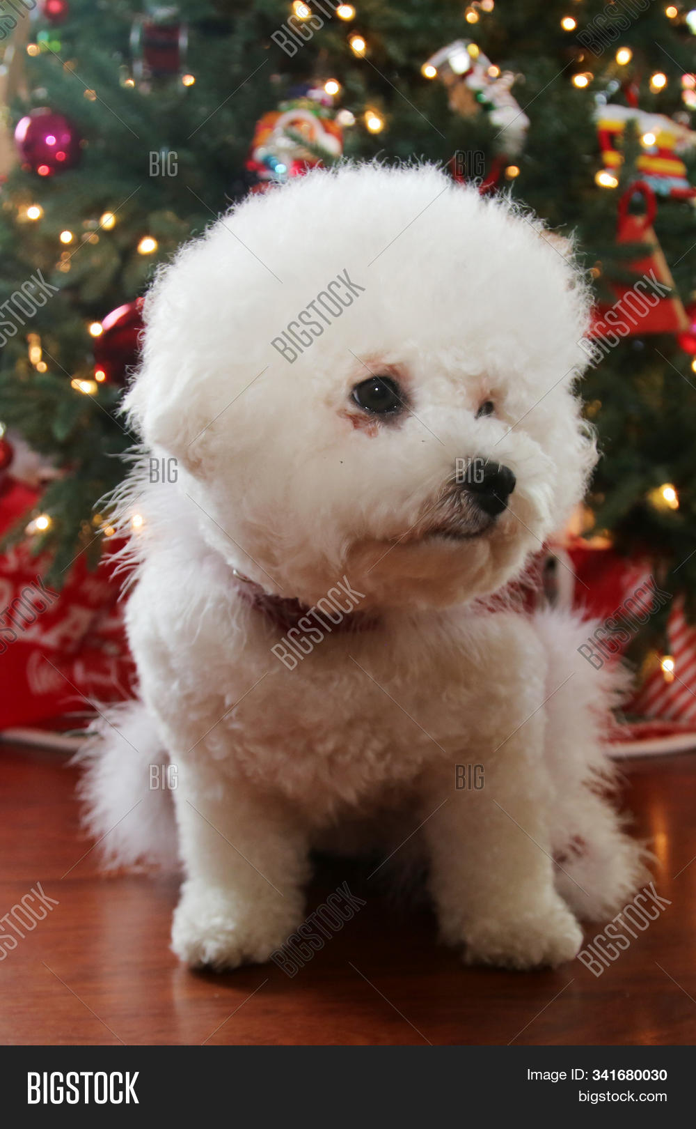 Bichon Frise Christmas Image & Photo (Free Trial) | Bigstock