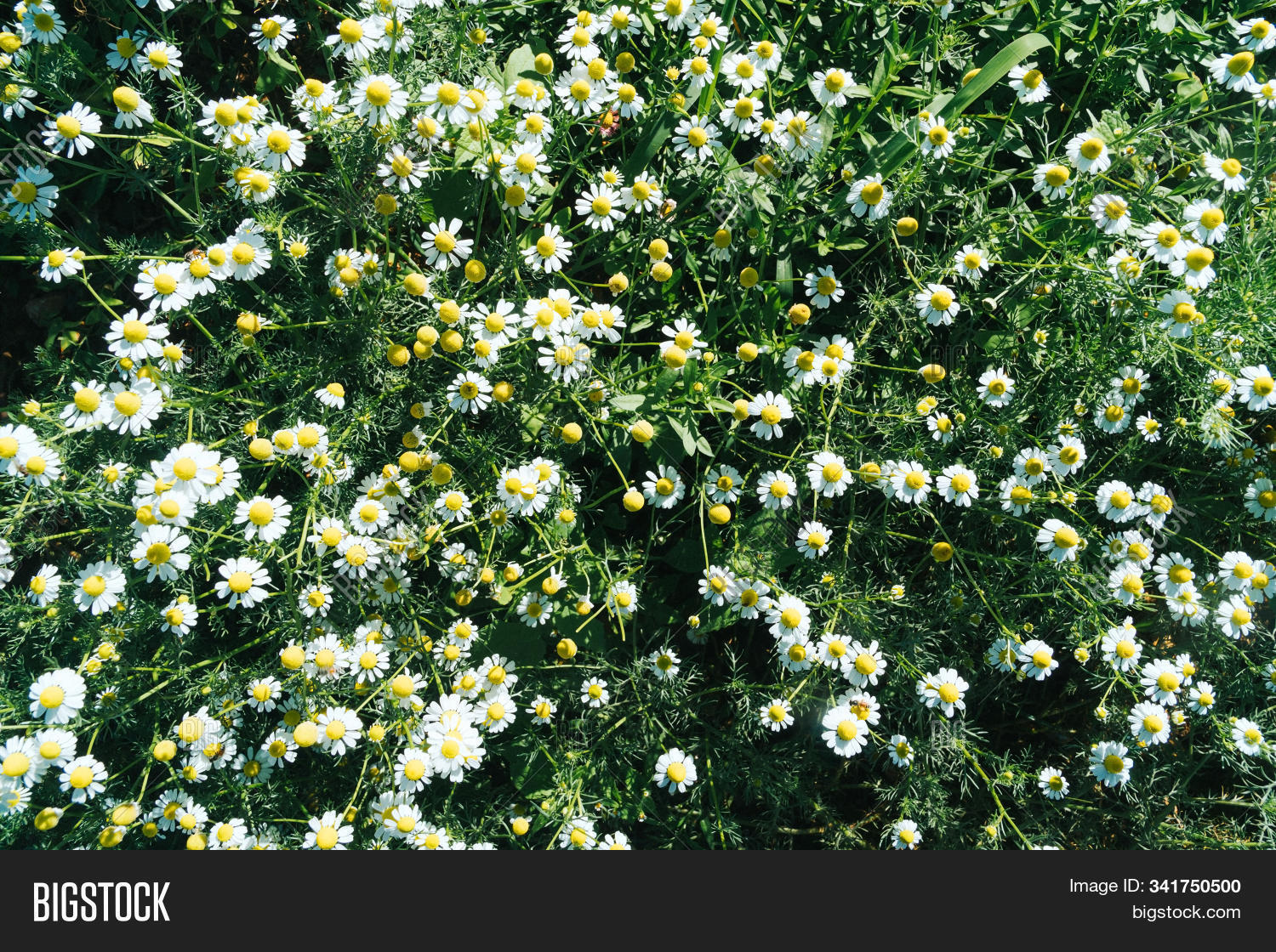 White Cutter Flower, Image & Photo (Free Trial) | Bigstock