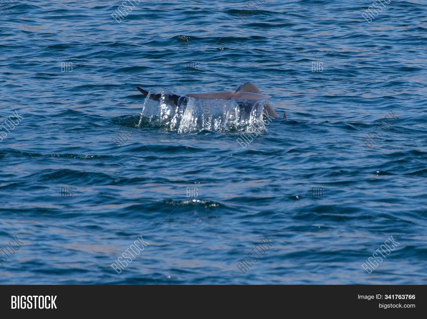 Indo-pacific Humpback Image & Photo (Free Trial) | Bigstock