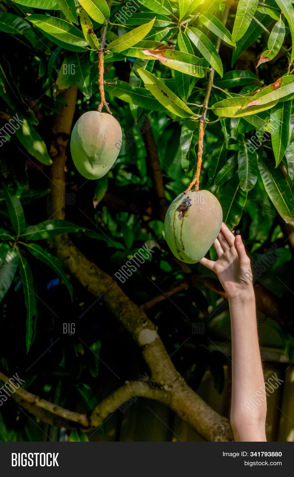 Mango Tree Branches Image & Photo (Free Trial) | Bigstock