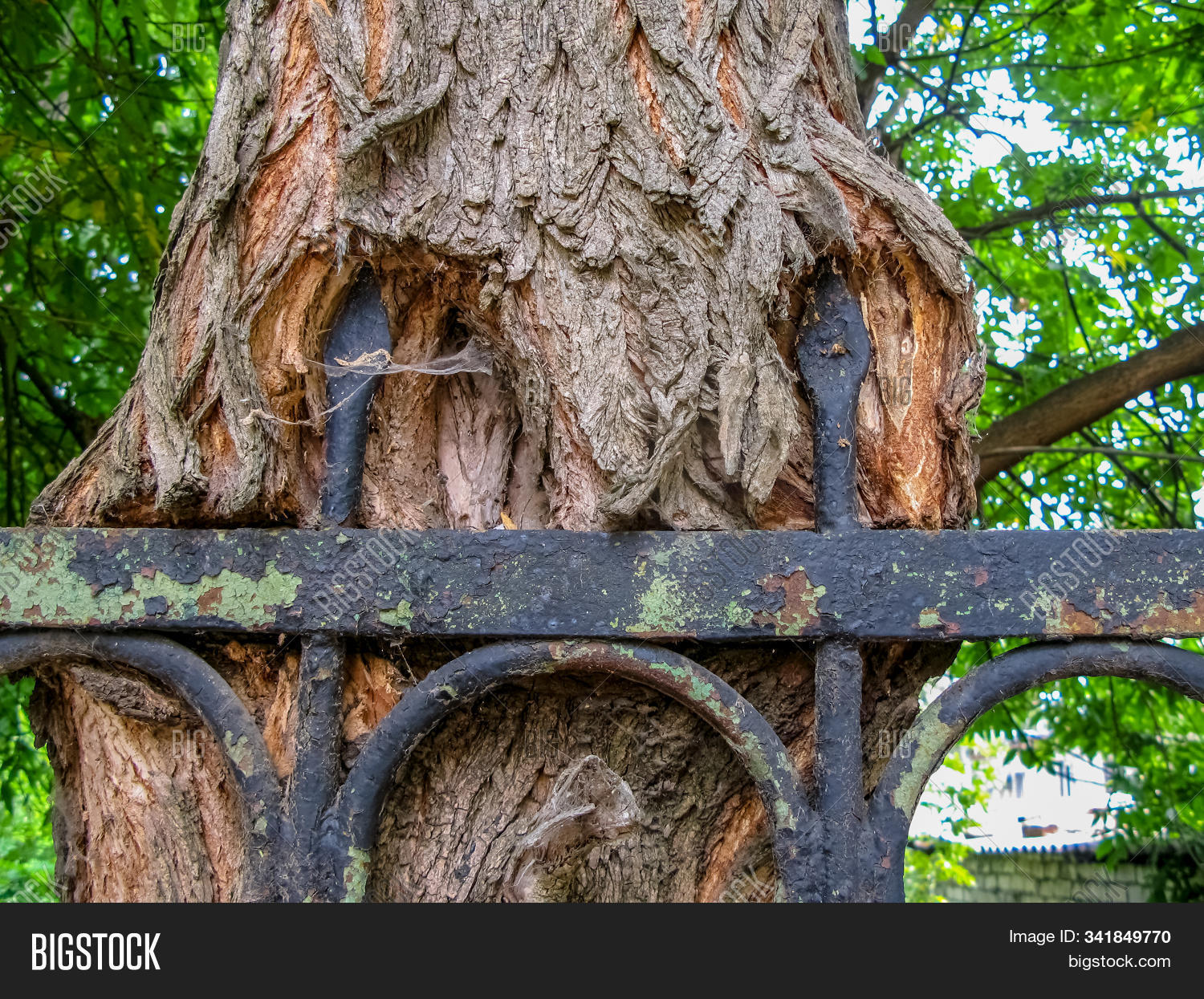 Tree Wrought Metal Image & Photo (Free Trial) | Bigstock