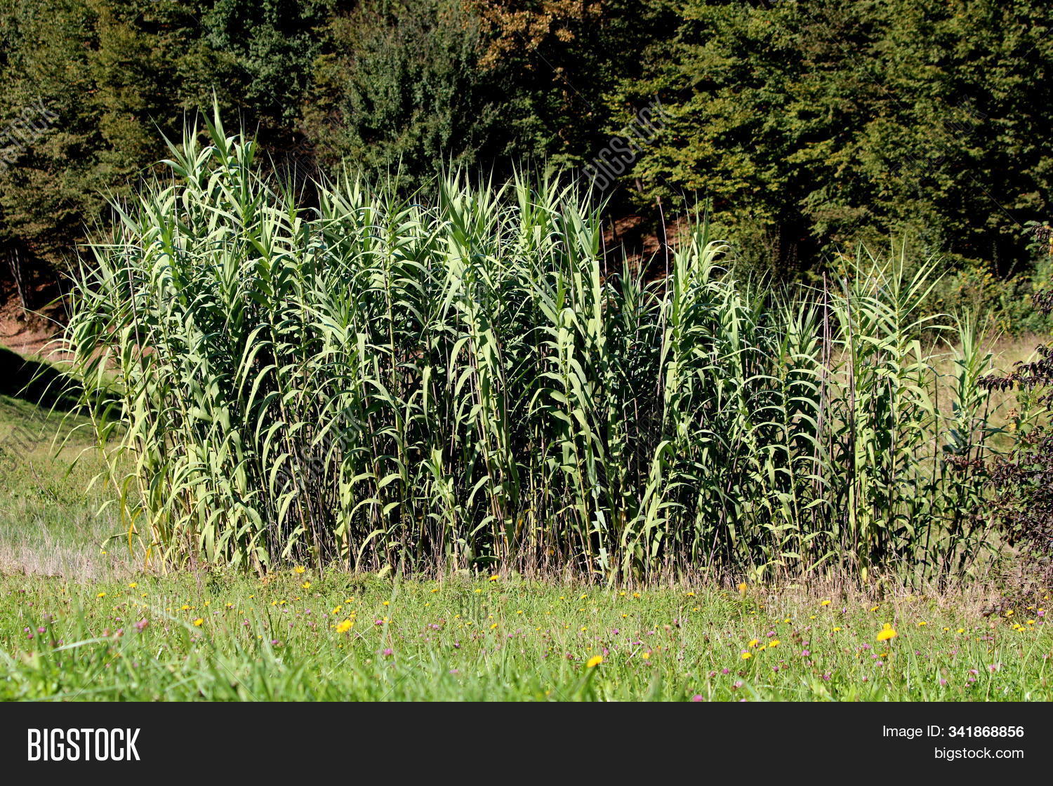 Giant Reed Arundo Image & Photo (Free Trial) | Bigstock