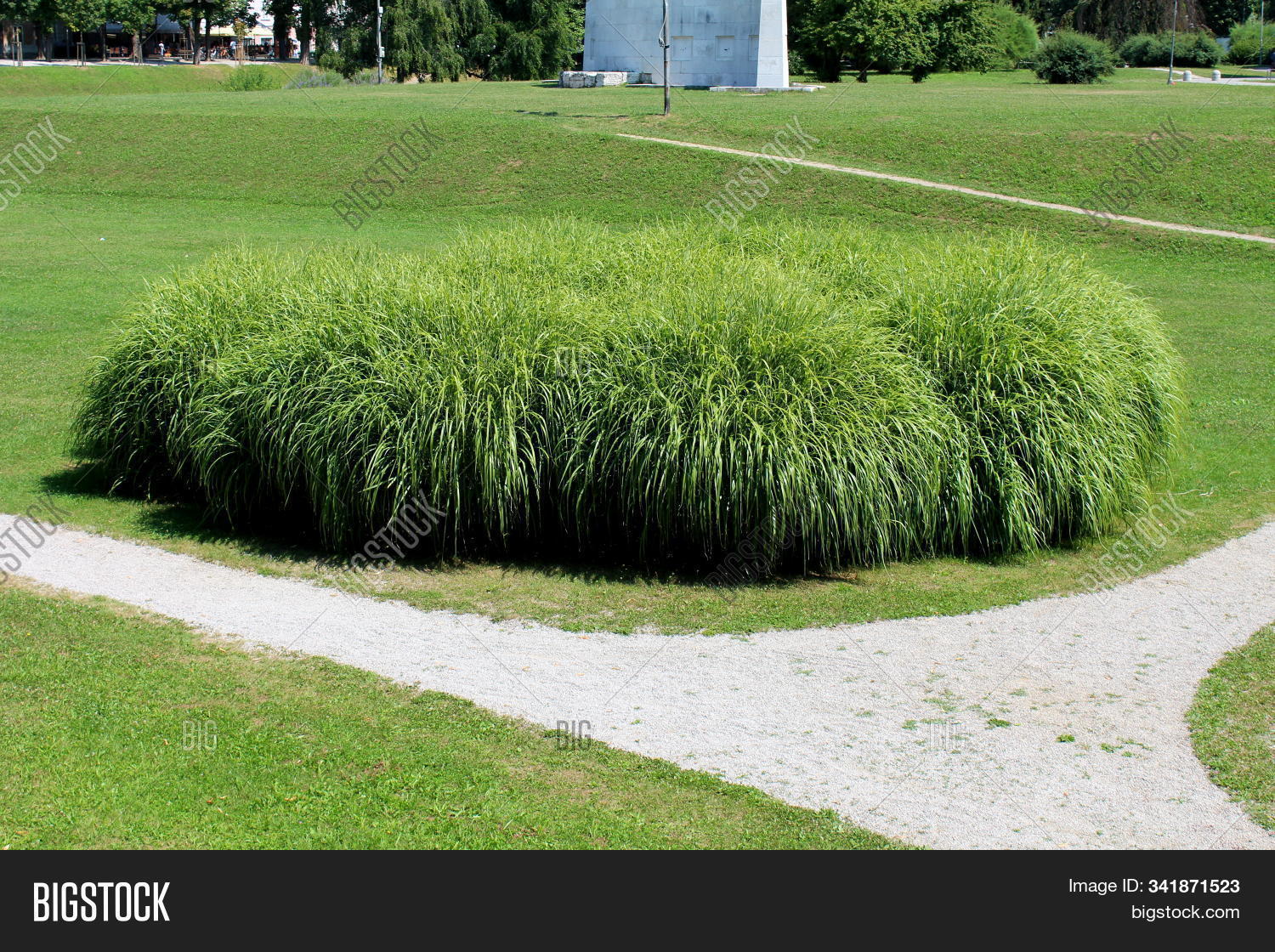 Large Densely Growing Image & Photo (Free Trial) | Bigstock