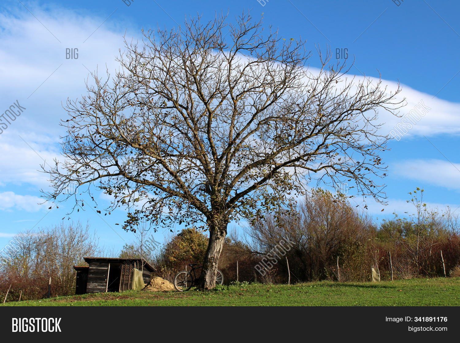 Very Large Tree Wide Image & Photo (Free Trial) | Bigstock